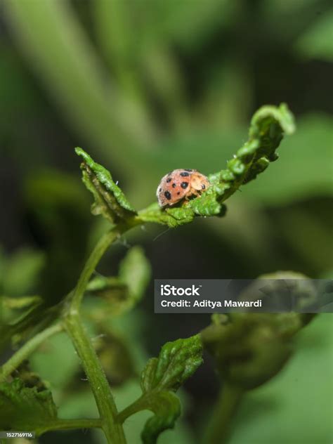 Ladybug Black Dots And Orange Body Stays On Green Tomato Leaf Closeup