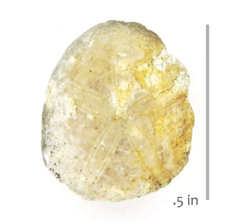 Echinoid Plagiochasma Texanum Glen Rose Formation Members Gallery