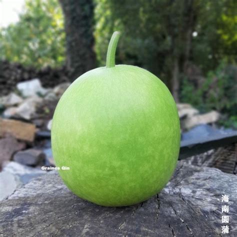 Gourde Calebasse Ronde De Hainan Graines Qin