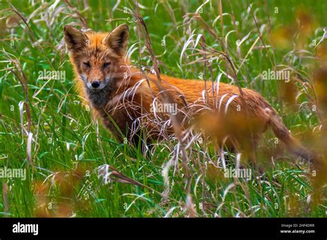 Queue De Renard Banque De Photographies Et Dimages à Haute Résolution