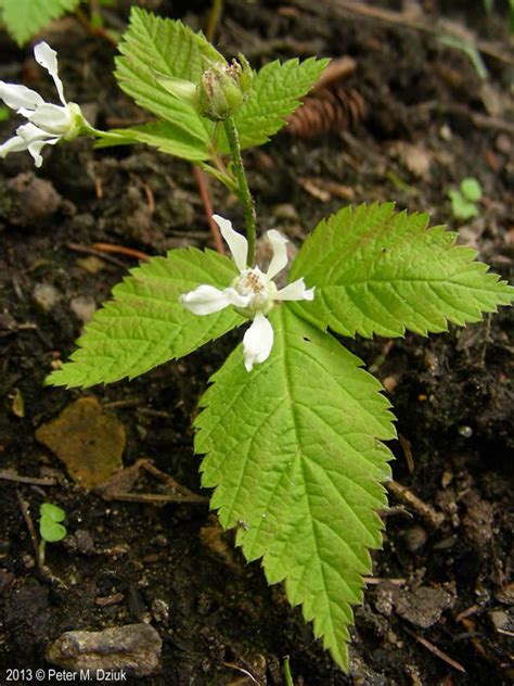 Rubus Pubescens Dwarf Raspberry Minnesota Wildflowers