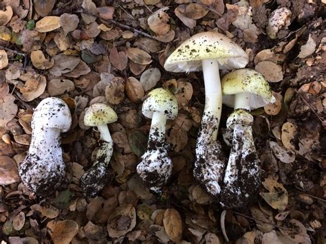 Poisonous Mushrooms Atlas Of Edible And Poisonous Mushrooms 191