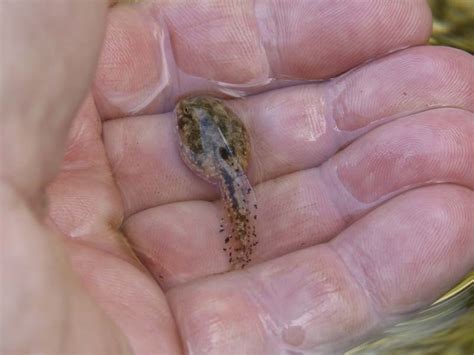 Bullfrog Tadpole Care What Do Bullfrog Tadpoles Eat