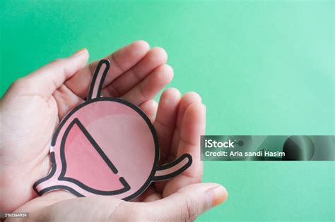 녹색 배경에 종이로 만든 방광과 전립선을 들고 있는 손 전립선 비대증 전립선암 방광암 및 남성 건강 관리에 대한 인식 비뇨기과 및 남성 생식 개념 공간을 복사합니다 건강