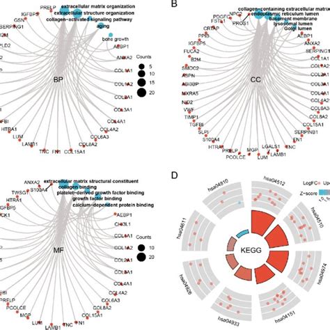 Circle Graph Of The Functional Enrichment Analysis Of Extracellular