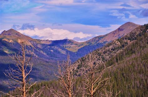 Zone Five And A Half Colorado Western Pine Beetle Infestation Bad