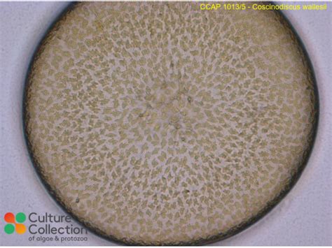 Coscinodiscus Wailesii