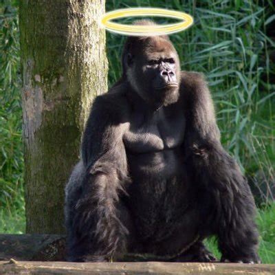 Harambe Harambesspirit Posts X