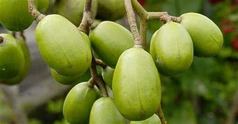Zévi Prune De Cythère Spondias Dulcis Fruits And Légumes Exotiques