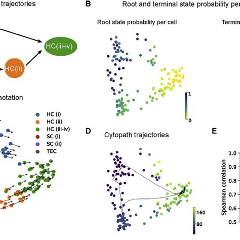 reconstruction of convergent differentiation in the developing neonatal