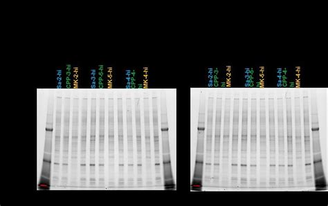 Figure S2 Quantitative Immunoblots Of Nmdar Subunits And Psd 95 Using