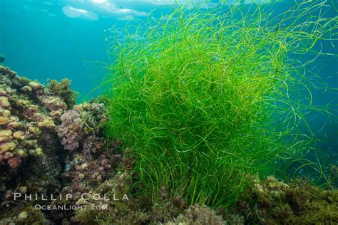 Surf Grass Phyllospadix Underwater Surfgrass Catalina Island