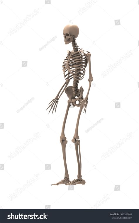 Structure Human Skeleton Images Stock Photos Vectors Shutterstock