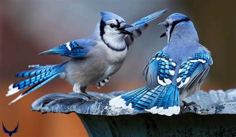 What Animals Eat Blue Jays Blue Jay Predators List 2025