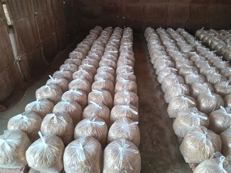 Mushroom 3 Agra Mushroom Spawn Lab