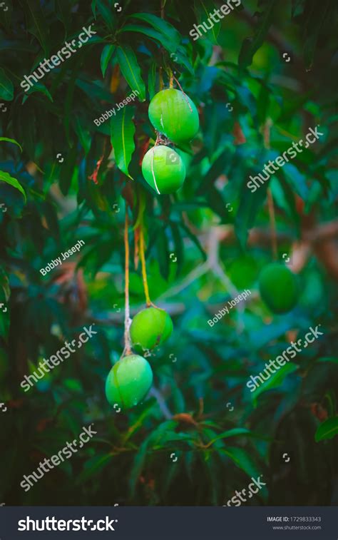 Mangoes Kerala Featured Snippet Web The Stock Photo Shutterstock
