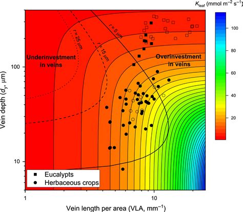 Two Sides To Every Leaf Water And Co2 Transport In Hypostomatous And