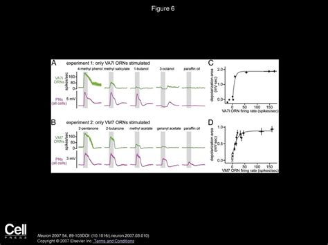 shawn r olsen vikas bhandawat rachel i wilson neuron ppt download