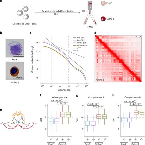 Dynamic Chromatin Architecture During Progressive Nuclear Condensation