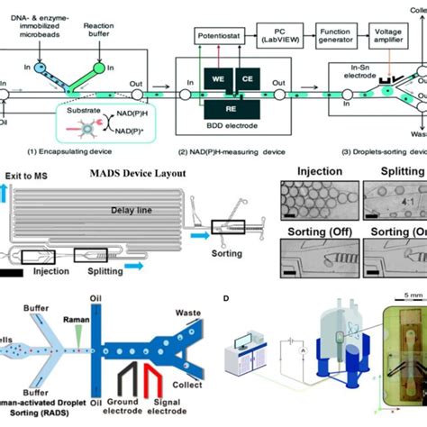 Labeled Sorting Methods Based On Fluorescence Activated Droplet Download Scientific Diagram