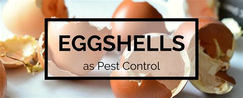 Eggshells As Organic Pest Control Ecogreenlove