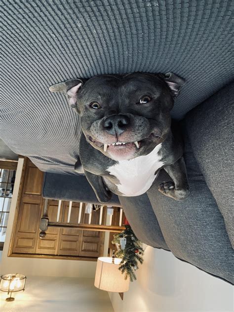 Vampire Teef R Toofers