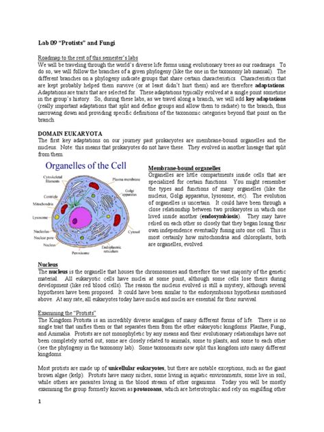Lab 09 Protists And Fungi Pdf Fungus Eukaryotes