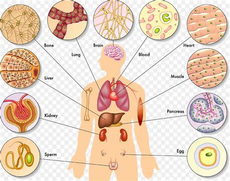 医学人体结构图png图片素材下载 图片编号9941352 Png素材网