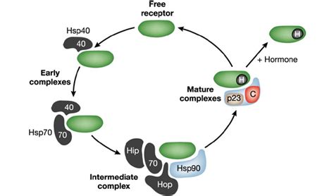 Co Chaperones Of Hsp70 And Hsp90 Enter And Exit Chaperonegr