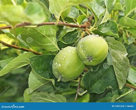 Small Green Fruit With Seeds