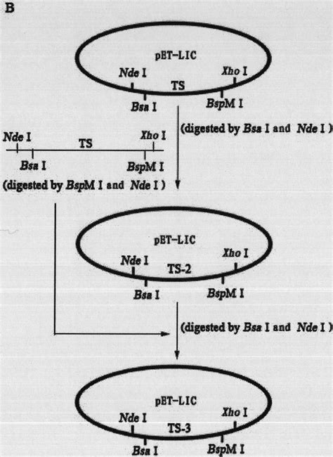 Repeated Module Gene Splicing Method Eureka Patsnap
