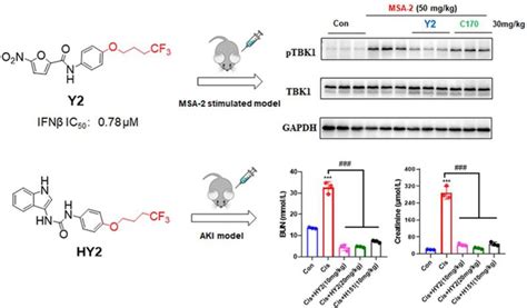 While Stimulating The Sting Signaling Pathway For Immune System