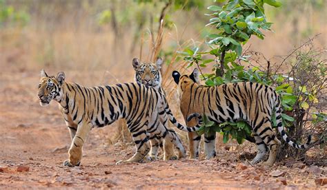 Where To Photograph Wildlife In India Nature Ttl