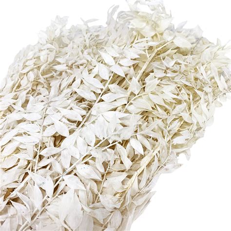 Preserved Dried Ruscus Foliage Bundle 100g White Up To 80cm31in