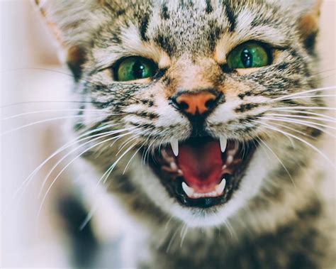 Premium Photo Close Up Portrait Of Cat Screaming