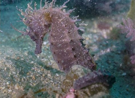 What Is An Ovoviviparous Get To Know This Curious Form Of Reproduction
