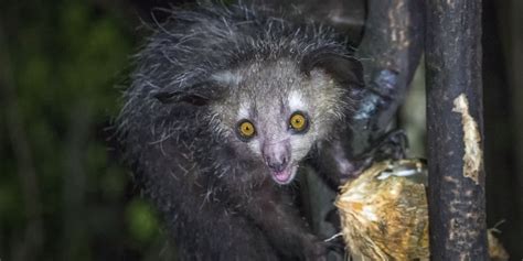 Ugly Animals 15 Of The Ugliest Species With Pics ☣️