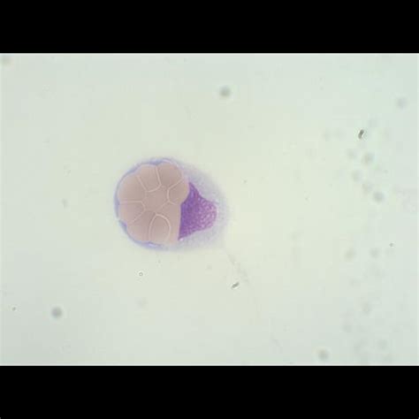 Cil 50605 Homo Sapiens Monocyte Cil Dataset Cil Dataset