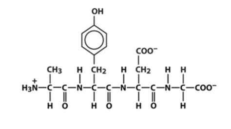 Biochem Final Pt One Flashcards Quizlet