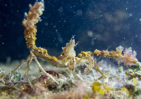 Decorator Crab Animal Facts Majidae A Z Animals