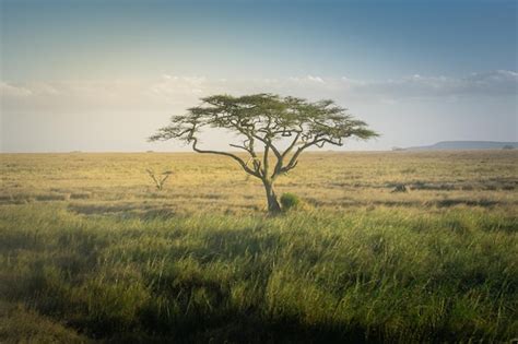 Premium Photo Acacia Tree In The Vast Grasslands Of Serengeti