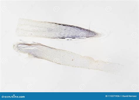 Microscopic Photography Of Lilium Ovary Cross Section Cartoondealer