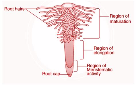 Tap Root System Agriculture Notes