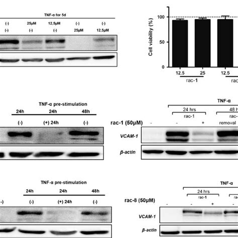 Detection Of Irisin In Mouse And Human Plasma A Plasma From Mice