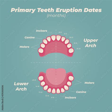 Medical Dental Diagram Illustration Orthodontist Human Tooth Anatomy Vector Infographics With
