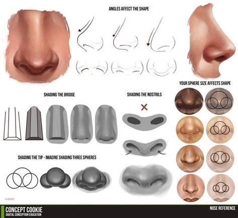 17 Best Images About Anatomy Nose On Pinterest Time Sayings Close Up And Perception