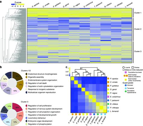 comparative transcriptomics of the squamate cerebellum a two way