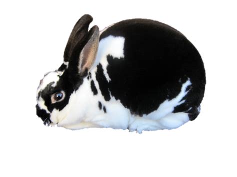 Rabbit Breeds Flashcards Quizlet