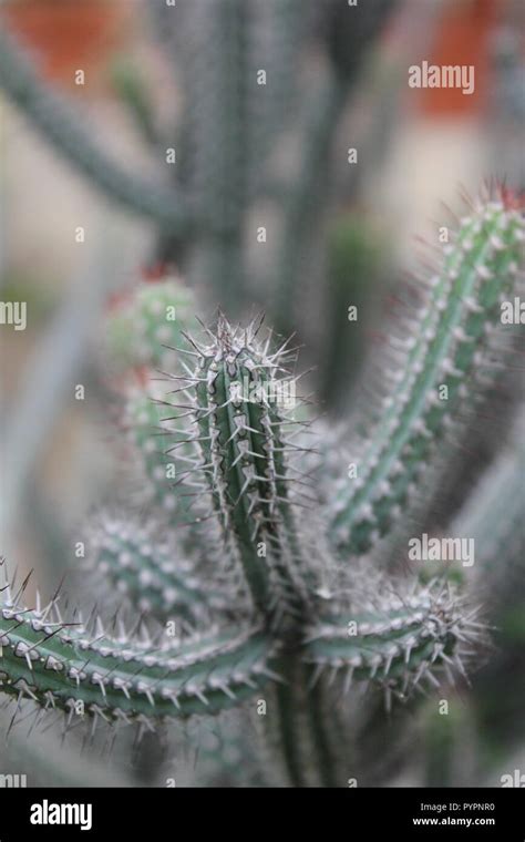 Red Spine Euphorb Cactus Plant Euphorbia Baioensis Desert Plant