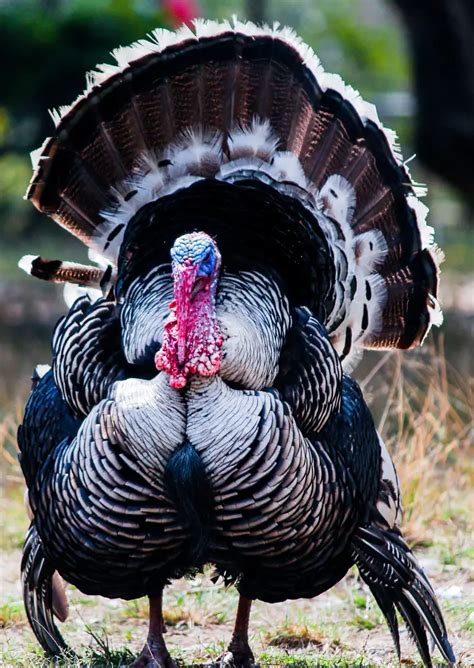 How To Identify Turkey Feathers Best Guide With Tips Tricks And